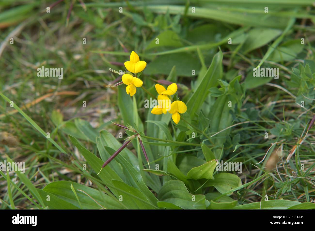 Lotus edulis -Fotos und -Bildmaterial in hoher Auflösung – Alamy