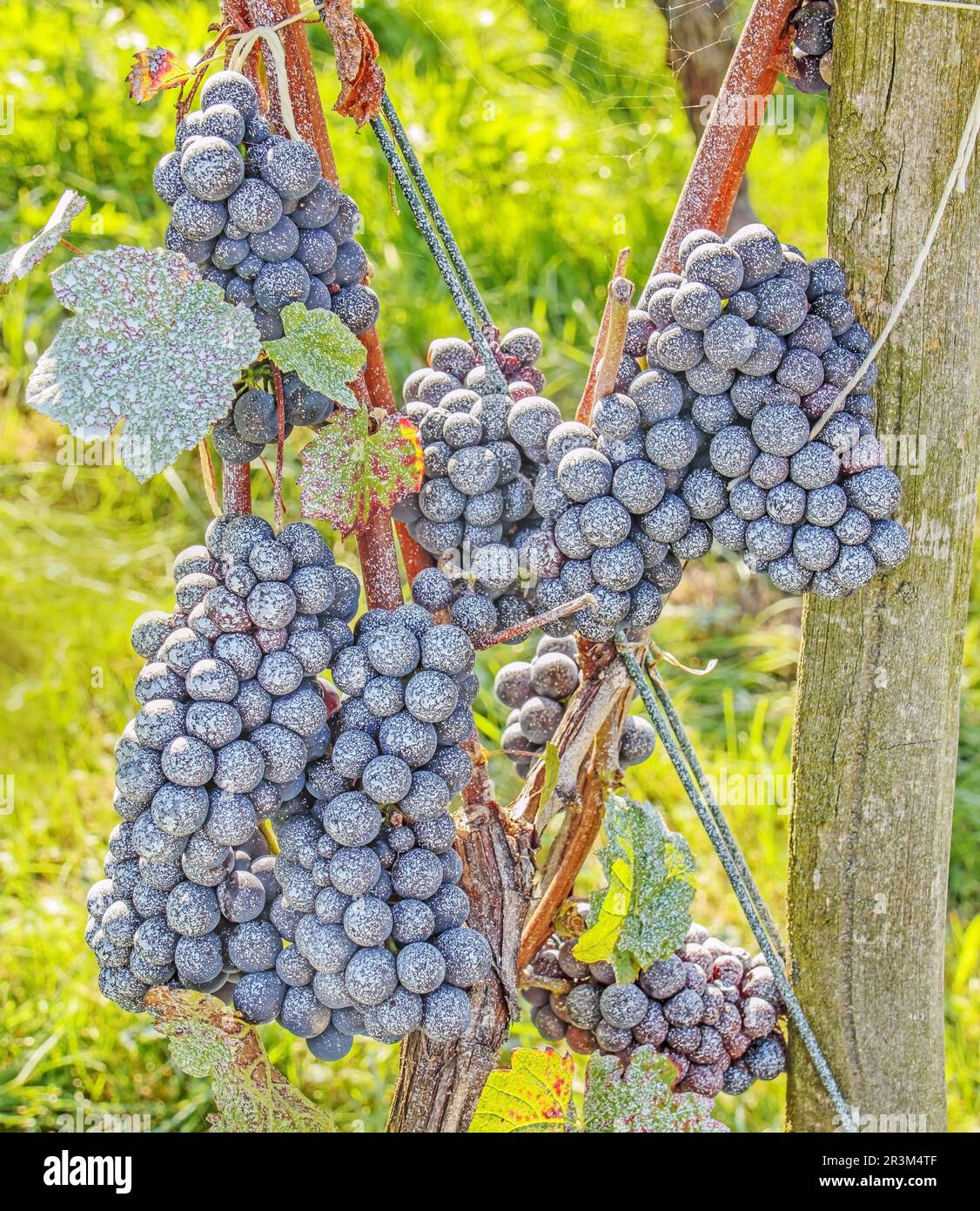 Gesprenkelte trauben -Fotos und -Bildmaterial in hoher Auflösung – Alamy