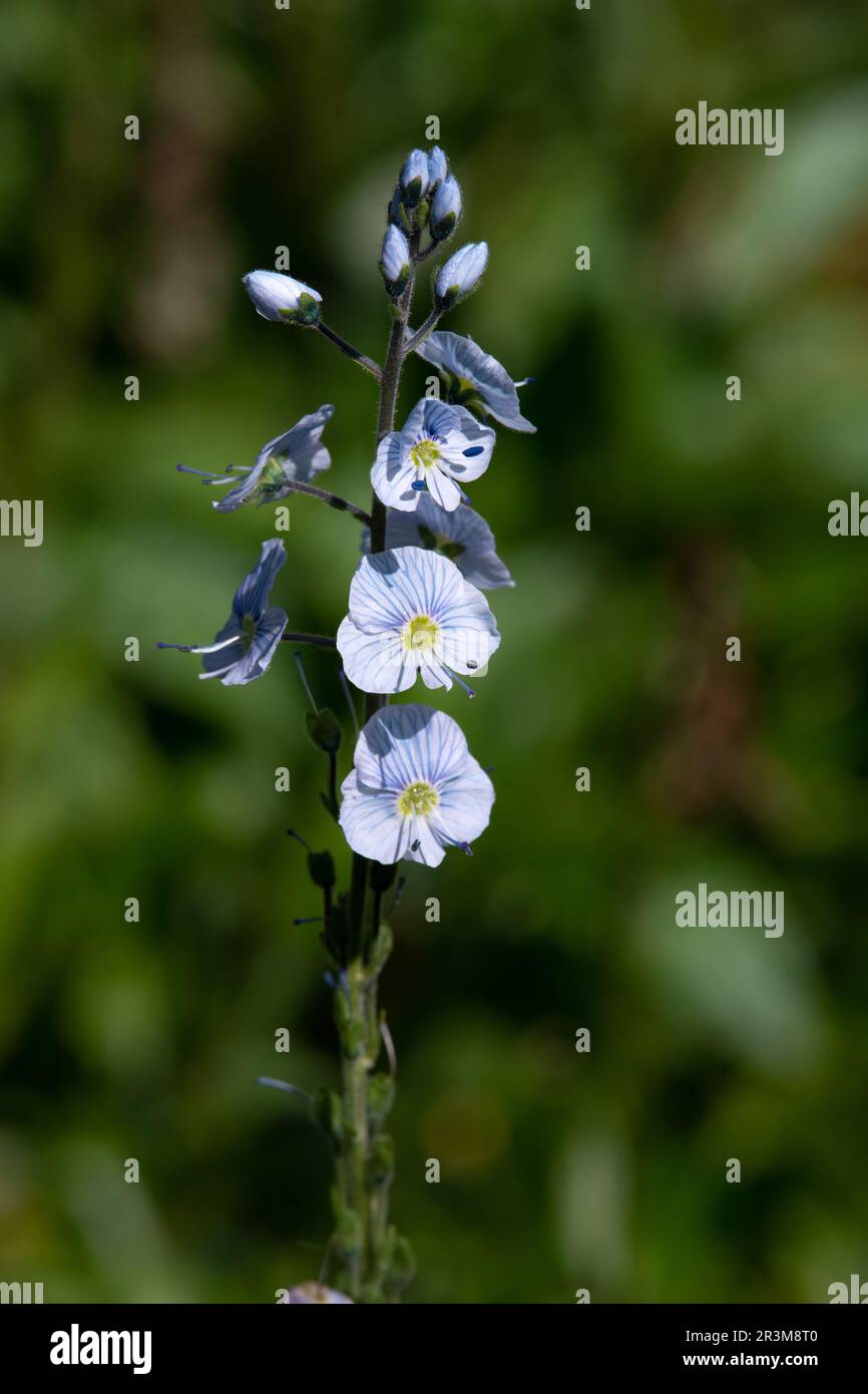 Dark blue veins -Fotos und -Bildmaterial in hoher Auflösung – Alamy
