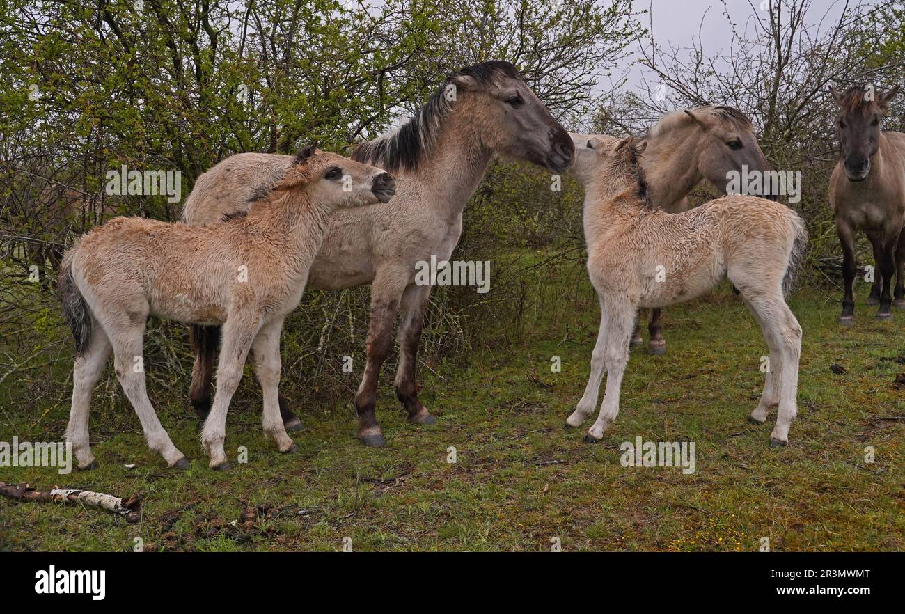 Konik paarden -Fotos und -Bildmaterial in hoher Auflösung – Alamy