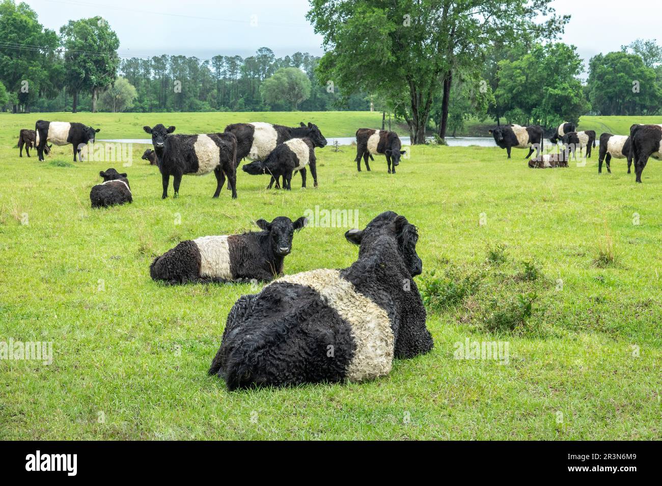 Belted Galloway Rinder Herde in saftig grünen Weide. "Belties sind eine ...