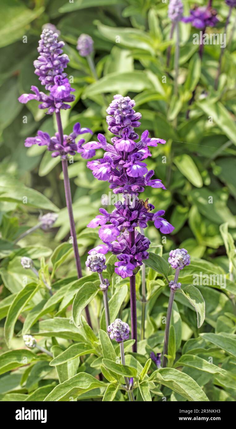 Salvia farinacea blossom -Fotos und -Bildmaterial in hoher Auflösung ...