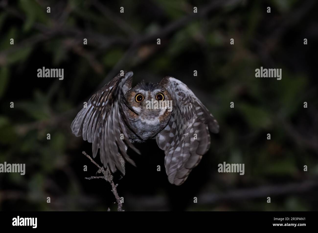 Elfen eulen -Fotos und -Bildmaterial in hoher Auflösung – Alamy