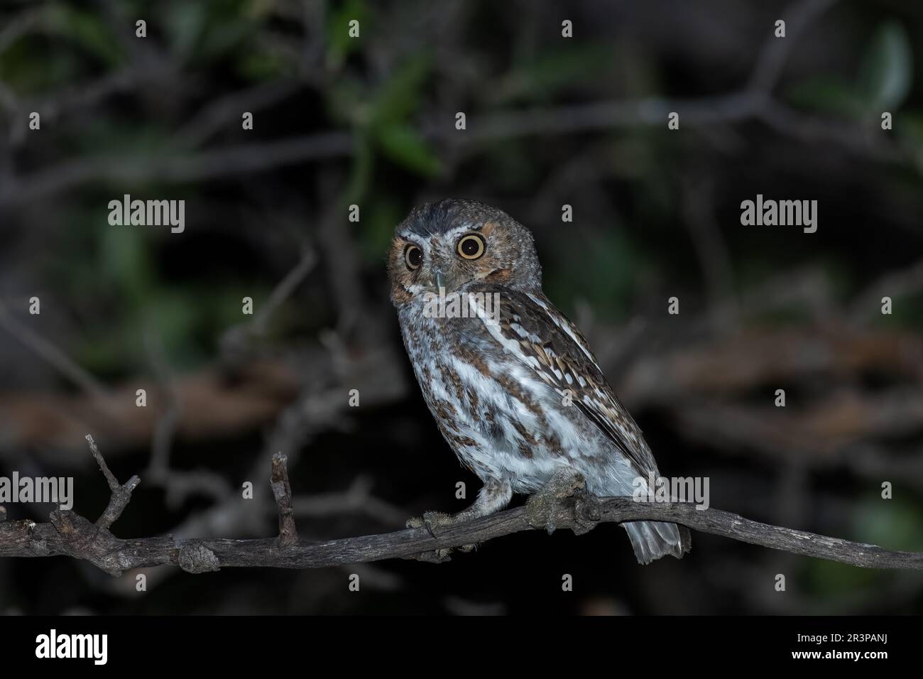 Elfen eulen -Fotos und -Bildmaterial in hoher Auflösung – Alamy