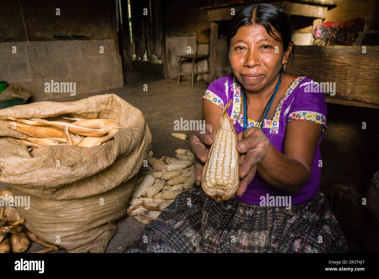 Maiz de guatemala -Fotos und -Bildmaterial in hoher Auflösung – Alamy