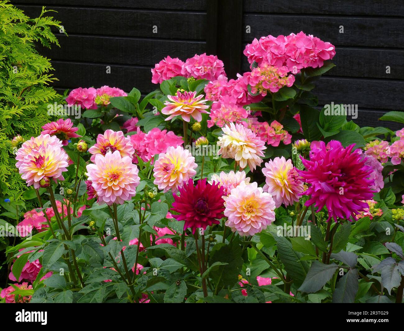 Dahlien (Dahlia) mit im Garten blühenden Hortensien, Dahlien, Georginen ...