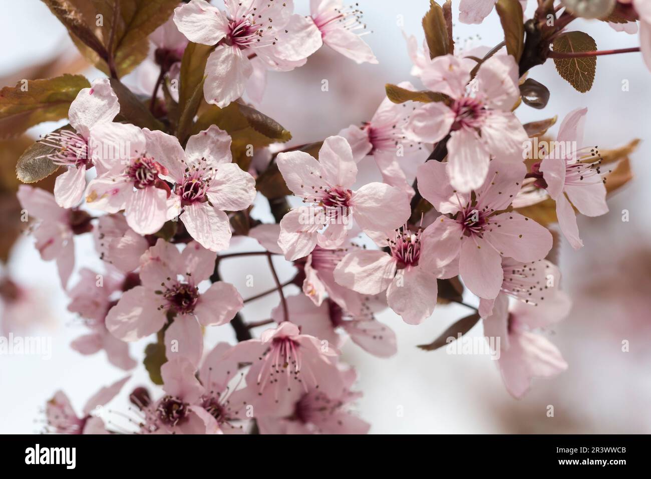 Prunus cerasifera „Nigra“, Kirschpflaume im Frühling, Pflaume aus ...