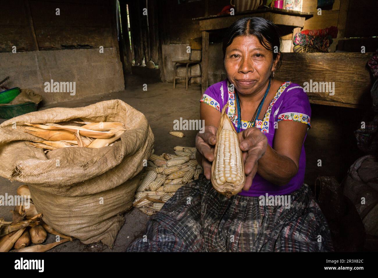 Maiz de guatemala -Fotos und -Bildmaterial in hoher Auflösung – Alamy