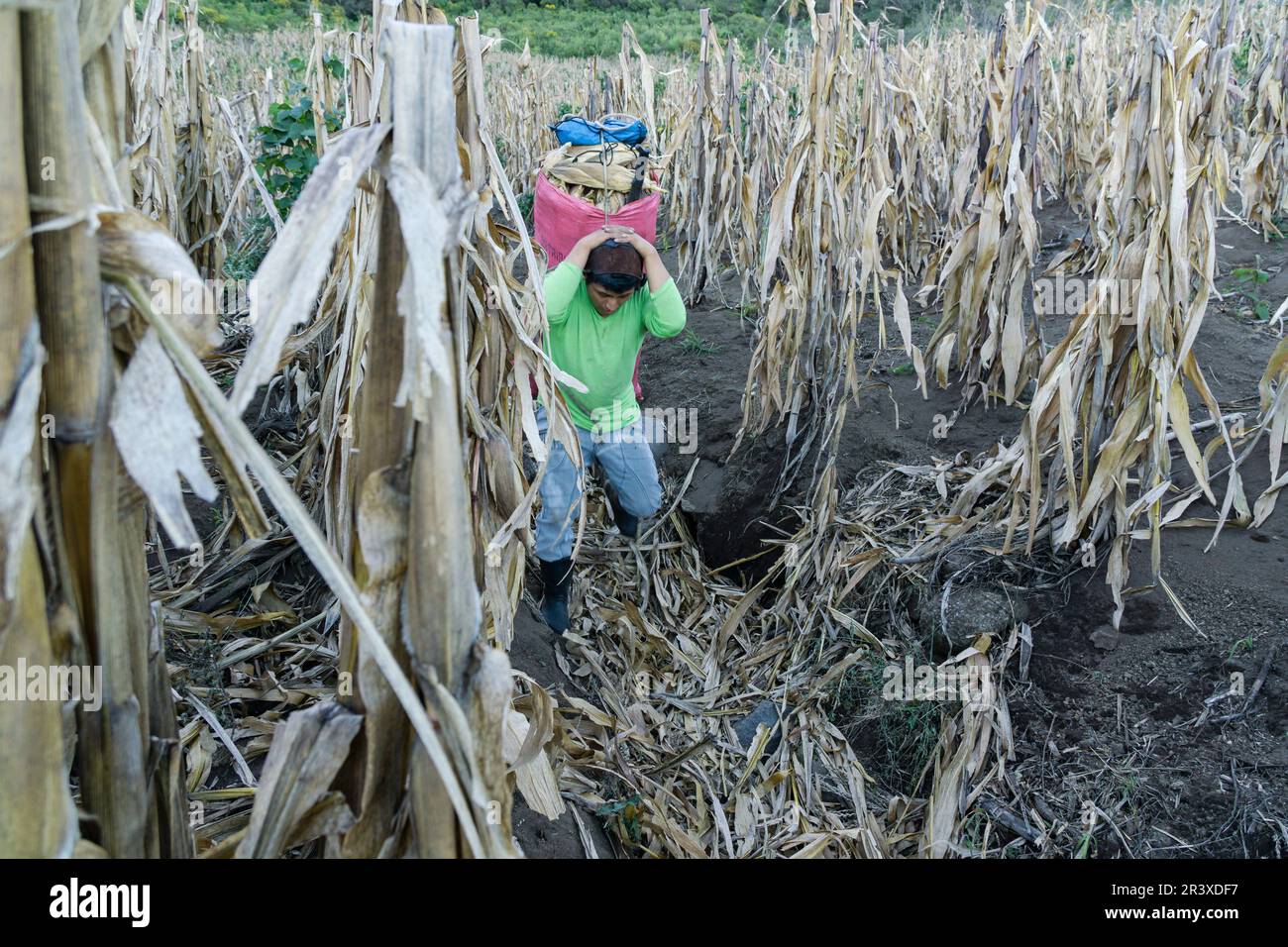 Maiz de guatemala -Fotos und -Bildmaterial in hoher Auflösung – Alamy