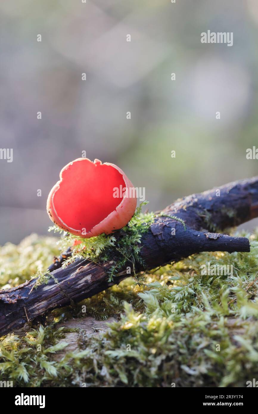 Sarcoscypha coccinea, bekannt als Scharlach-Elfe, Scharlach-Elfe ...
