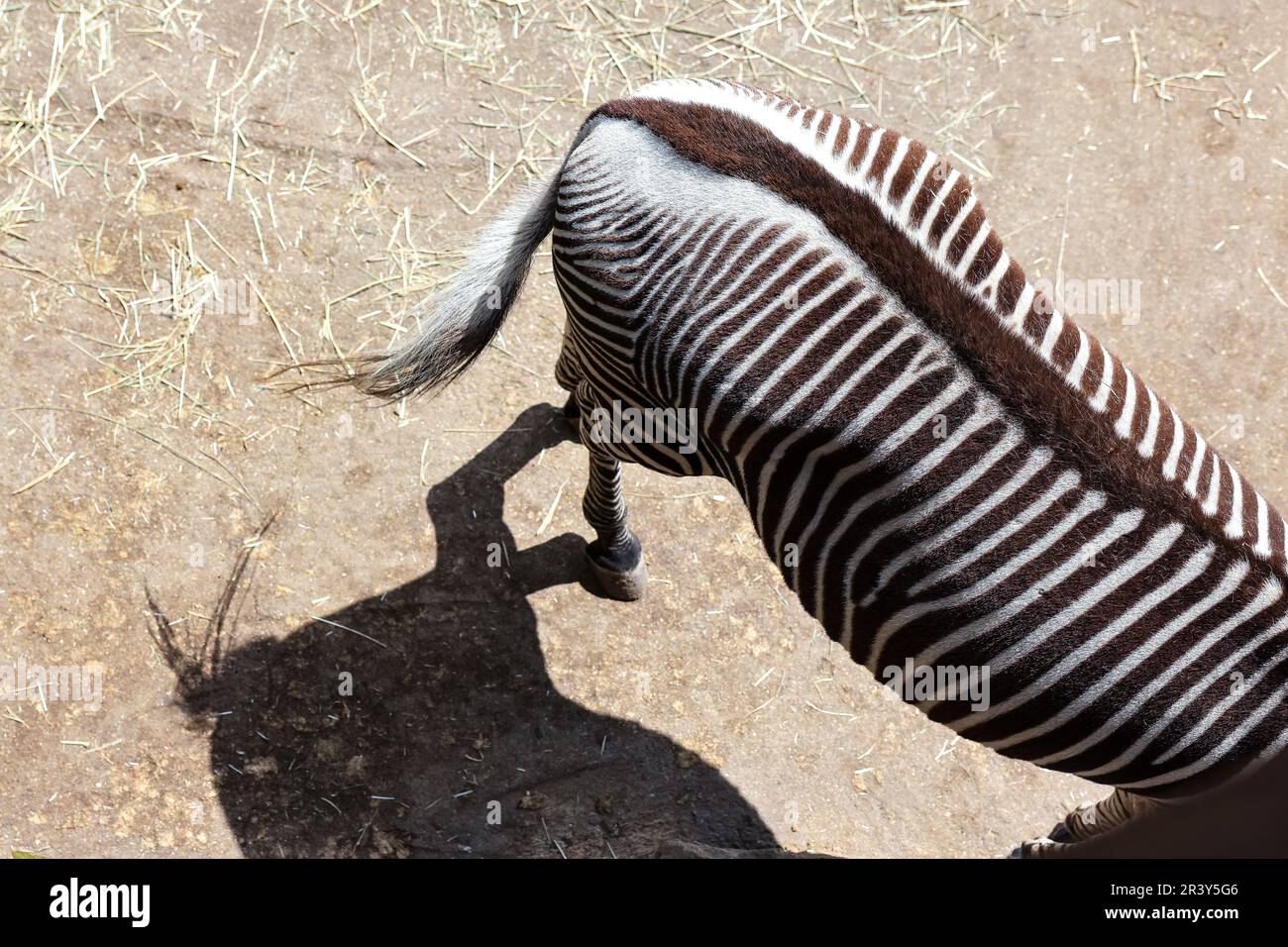 Leipzig, Deutschland. 25. Mai 2023. Ein Zebra steht in der Kiwara ...