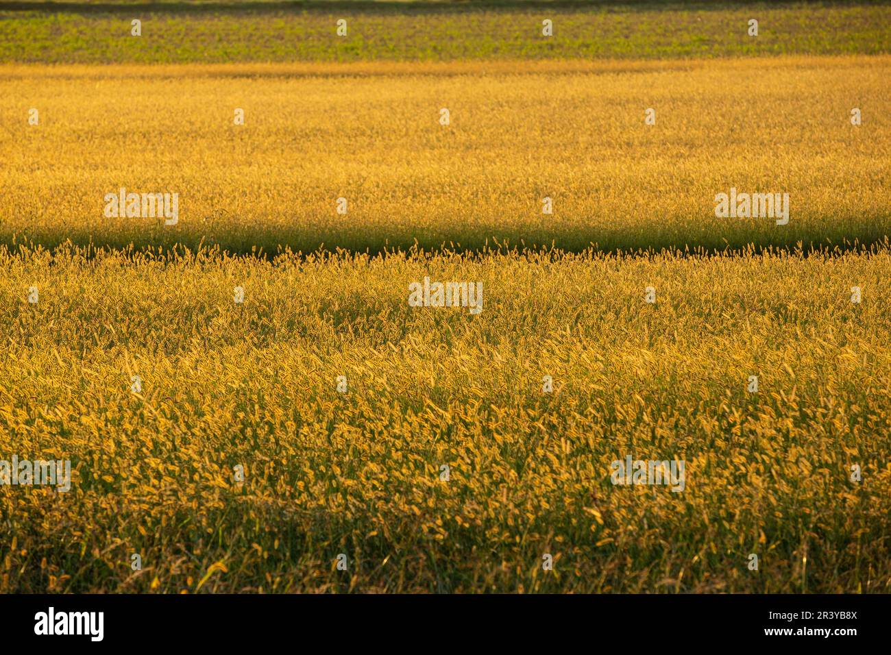 In der Landwirtschaft ist ein Feld eine geschlossene oder anderweitig ...