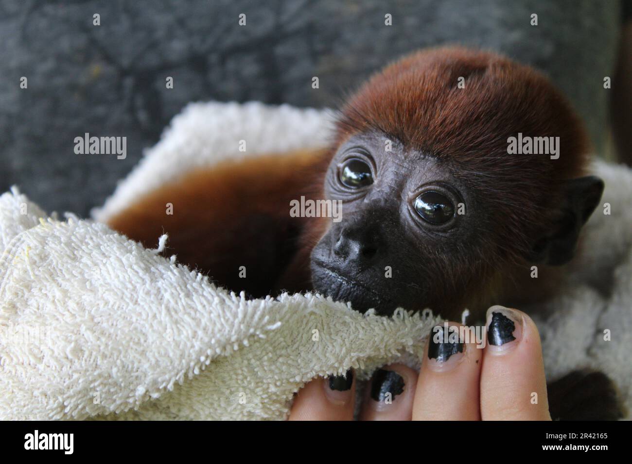 Affenbaby und mensch -Fotos und -Bildmaterial in hoher Auflösung – Alamy