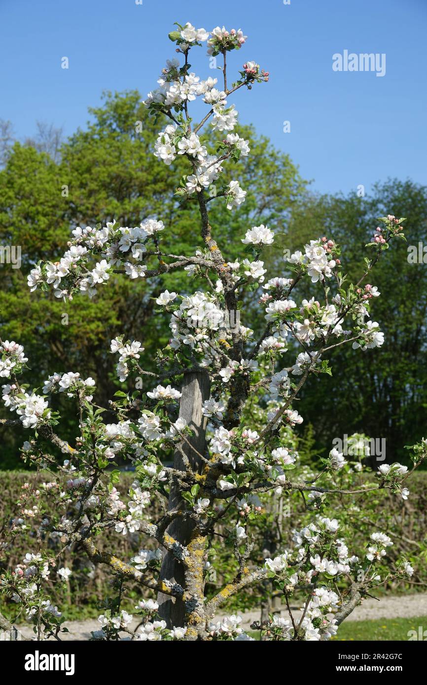 Discovery apple tree -Fotos und -Bildmaterial in hoher Auflösung – Alamy