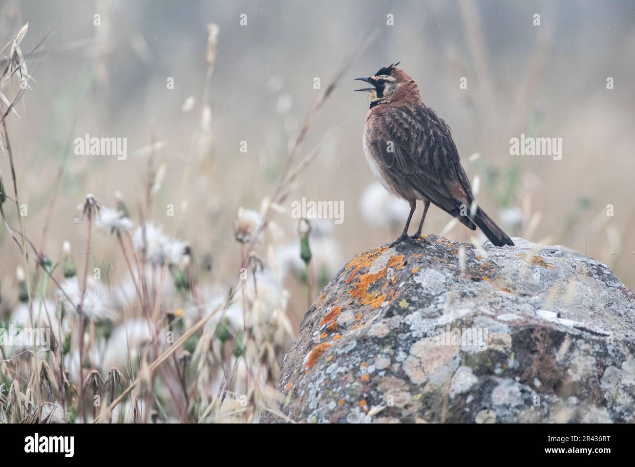 Eremophila insel -Fotos und -Bildmaterial in hoher Auflösung – Alamy