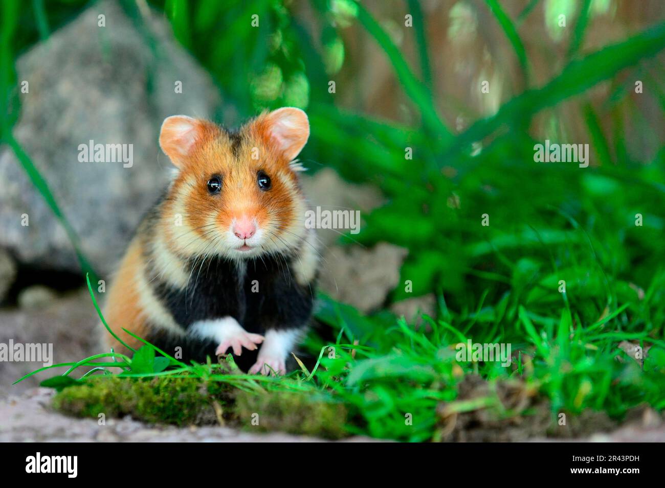 Feld hamster -Fotos und -Bildmaterial in hoher Auflösung – Alamy