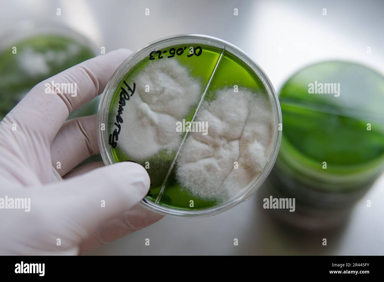 Myzel hintergrund -Fotos und -Bildmaterial in hoher Auflösung – Alamy