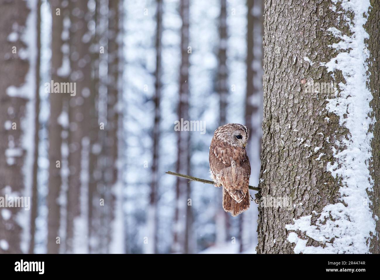 Eurasischer wald -Fotos und -Bildmaterial in hoher Auflösung – Alamy