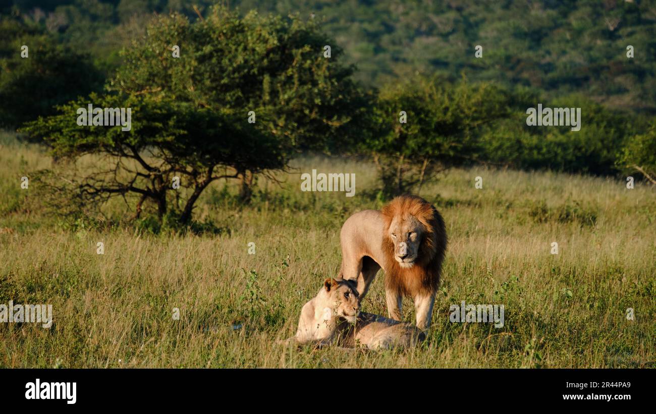 Löwen paaren sich im Kruger Nation Park Südafrika, weibliche und ...
