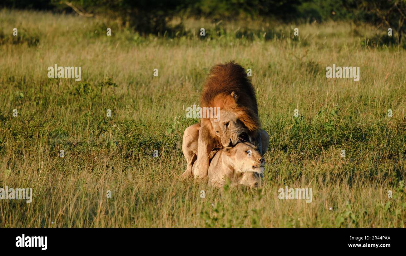 Polygamous -Fotos und -Bildmaterial in hoher Auflösung – Alamy