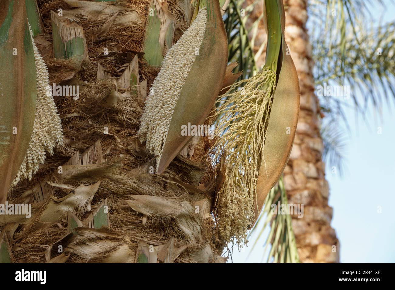 Phoenix dactylifera dattelpalme -Fotos und -Bildmaterial in hoher Auflösung – Alamy