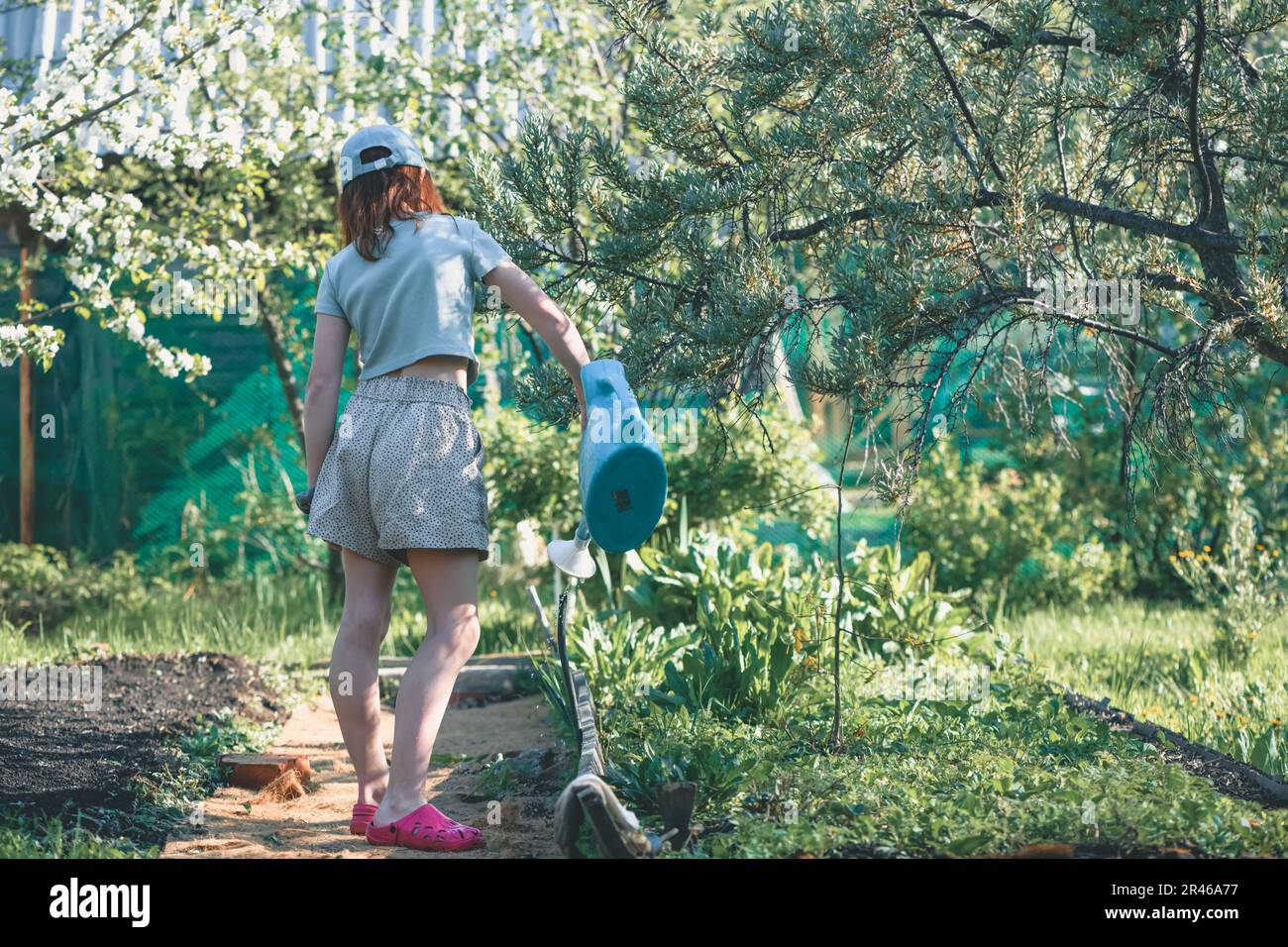 Kleines Mädchen gießt blühenden Baum mit Gießkanne im Garten. Kind ...