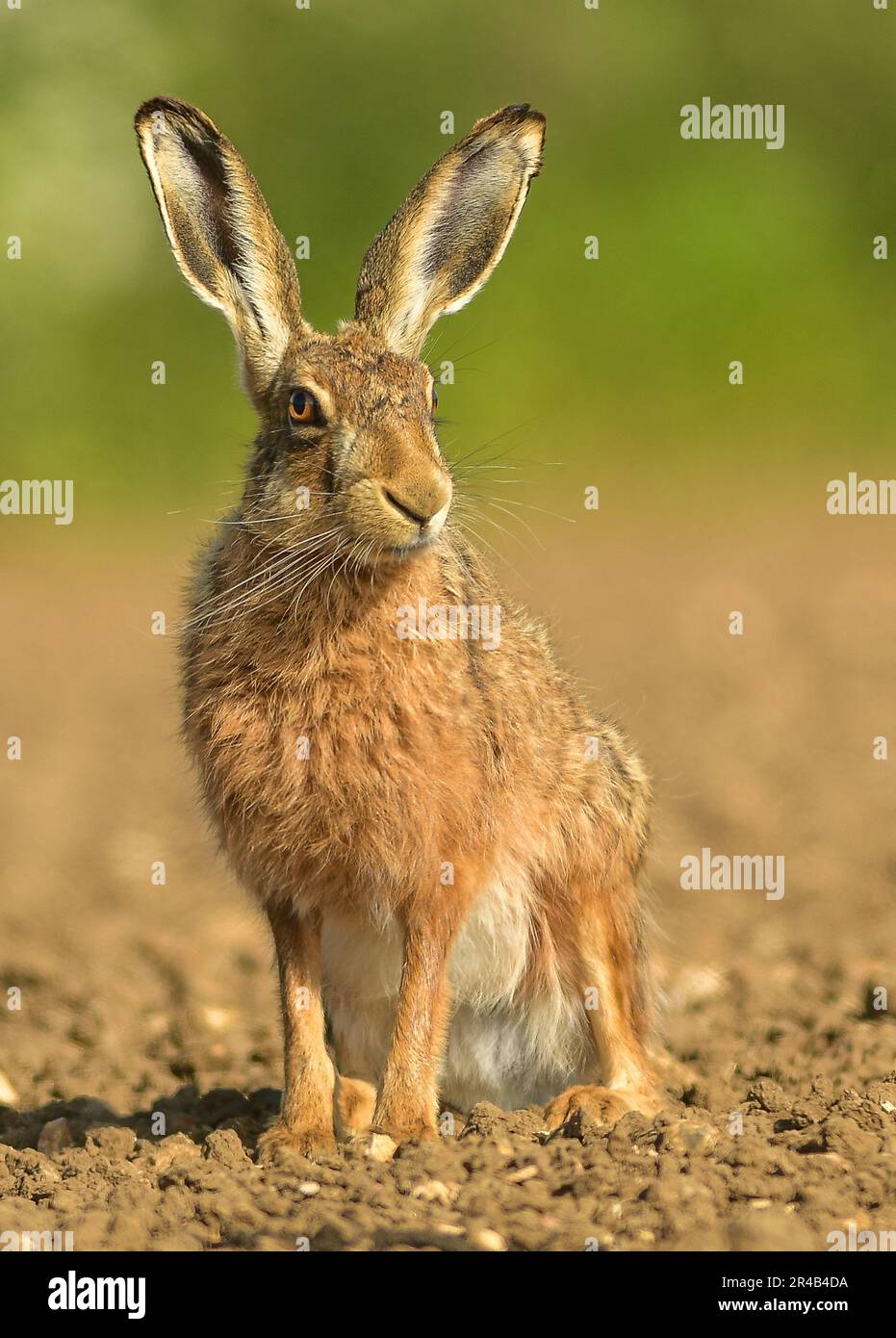 Mit hase in -Fotos und -Bildmaterial in hoher Auflösung – Alamy