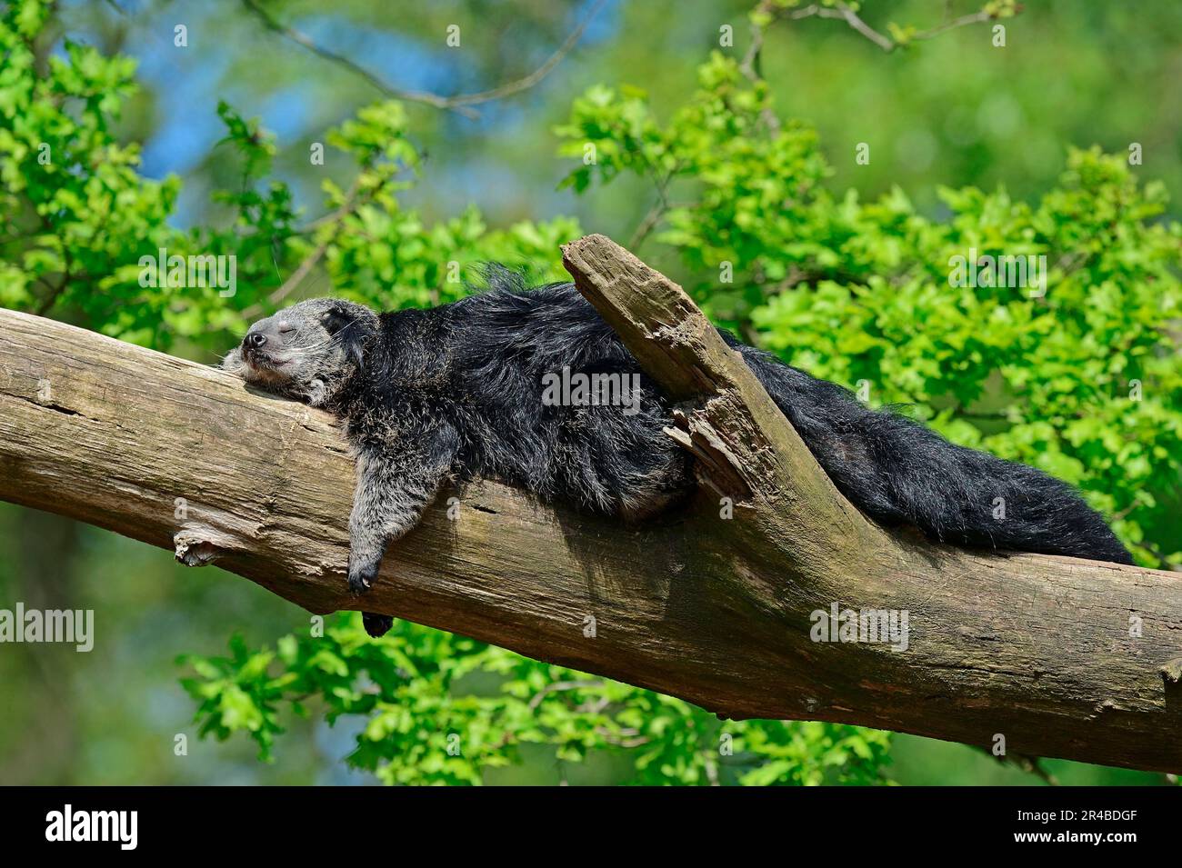 Palawan bear cat -Fotos und -Bildmaterial in hoher Auflösung – Alamy