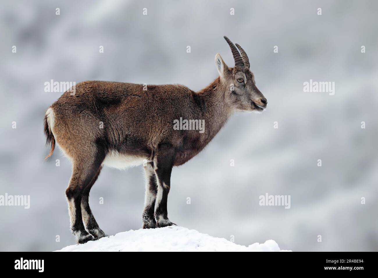 Steinbock weiblich -Fotos und -Bildmaterial in hoher Auflösung – Alamy