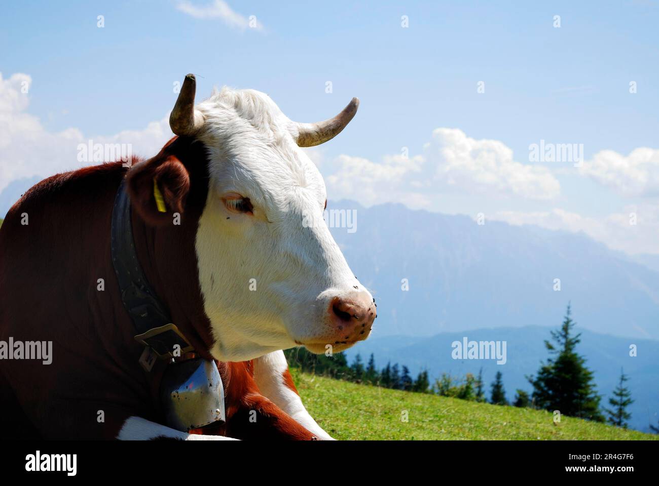 Kuh mit kuhglocke -Fotos und -Bildmaterial in hoher Auflösung – Alamy
