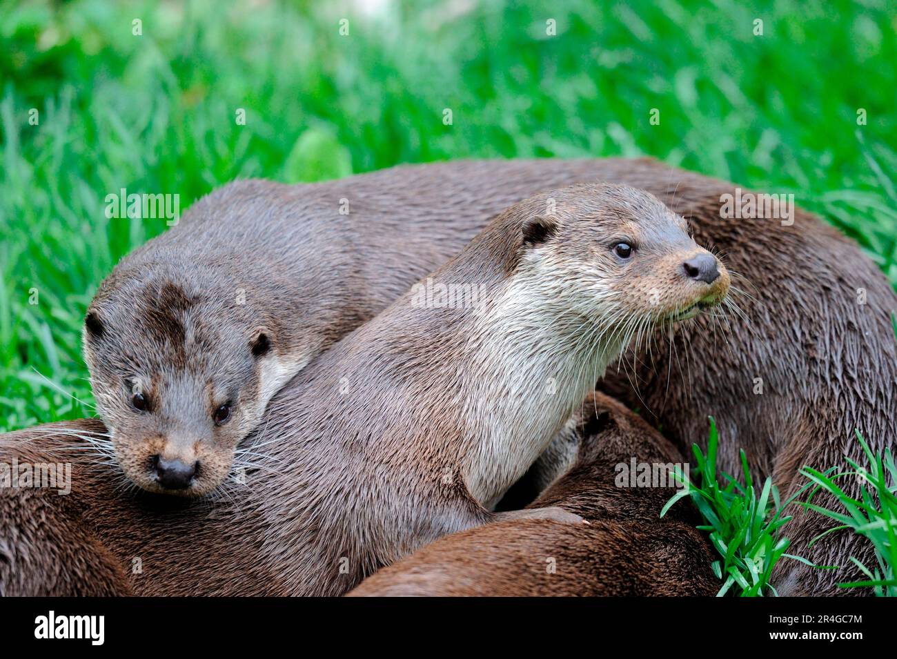 European river otter -Fotos und -Bildmaterial in hoher Auflösung – Alamy