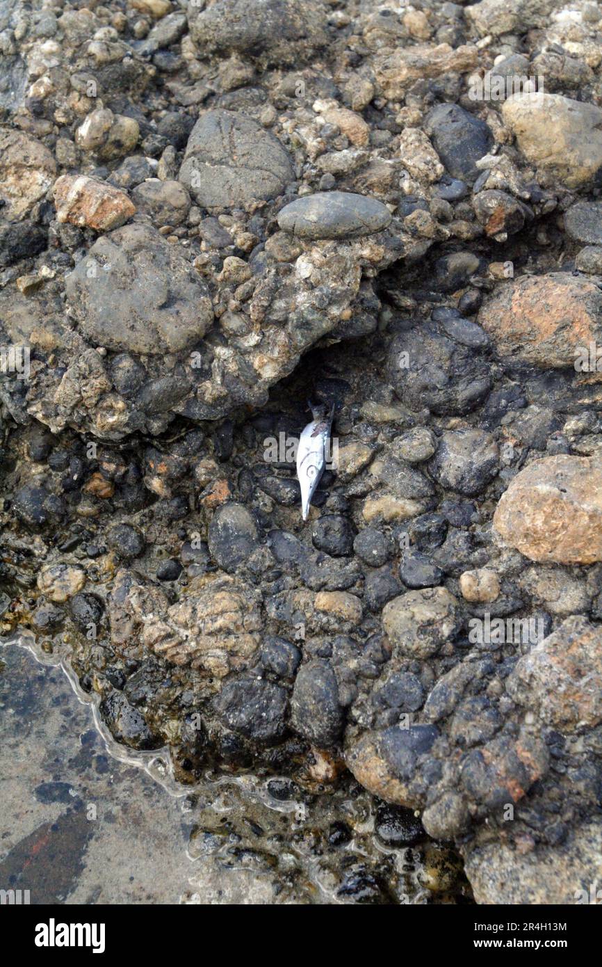 Toter, glänzender, silberfarbener Fisch im Meer an der Küste ...