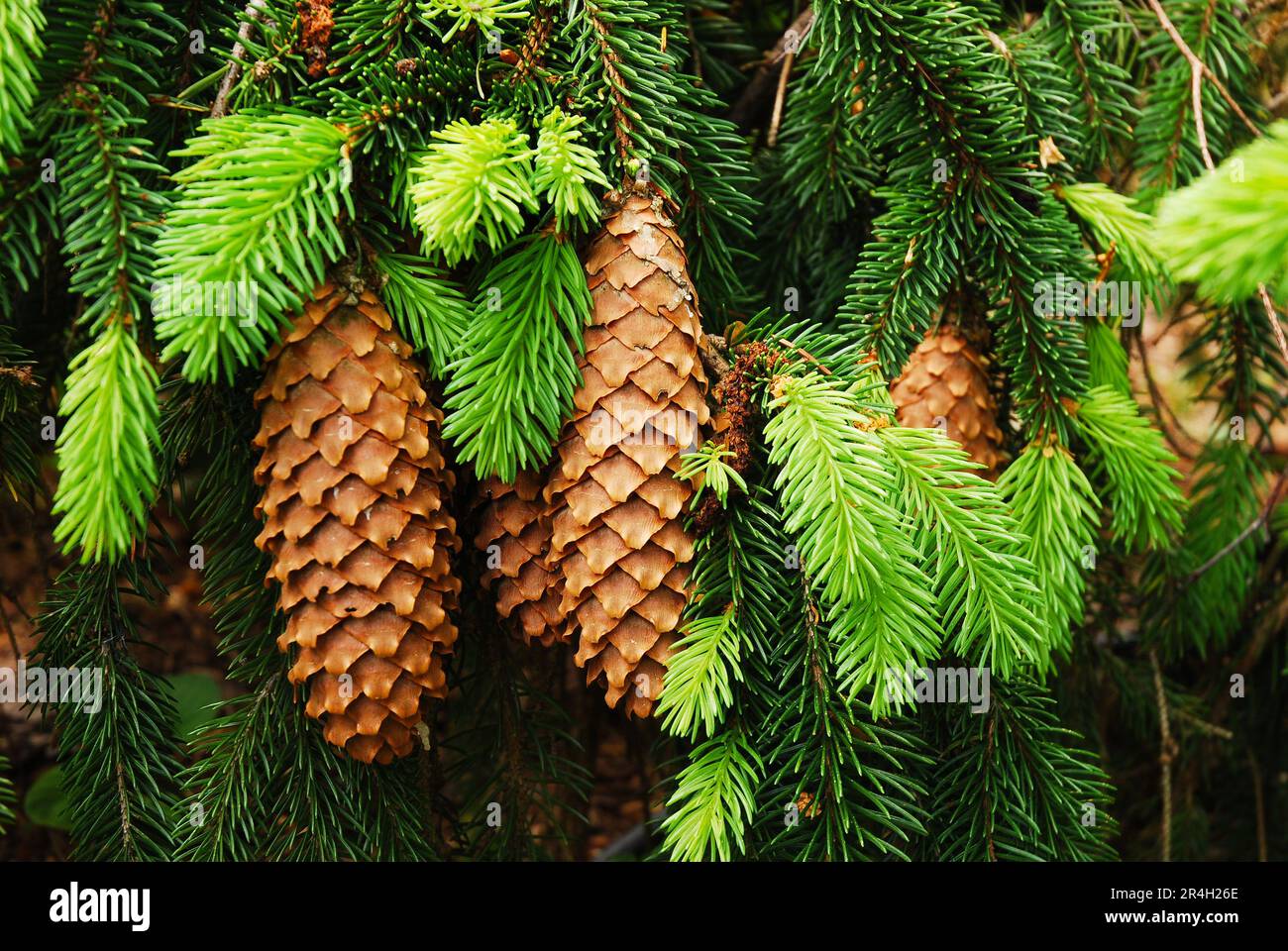 Picea abies ist ein Baum, der als Stachelfichte oder europäische Fichte ...