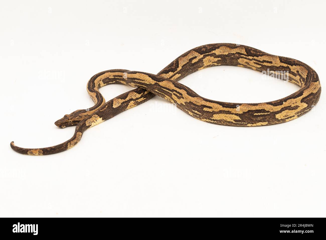 Die indonesische Baumboa Candoia carinata oder die pazifische Erdboa ...