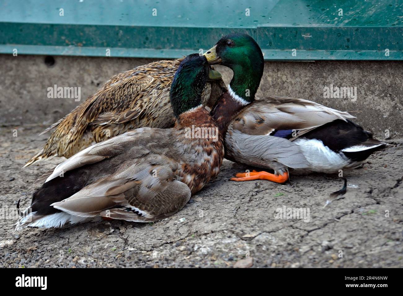 VINNYTSIA, UKRIANE - 27. MAI 2023 - Im Zoo von Podilskyi, Vinnytsia ...