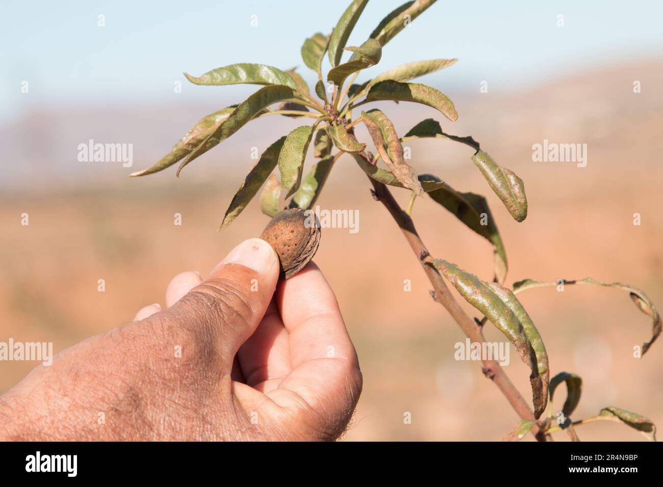 Mandelernte vor ort -Fotos und -Bildmaterial in hoher Auflösung – Alamy