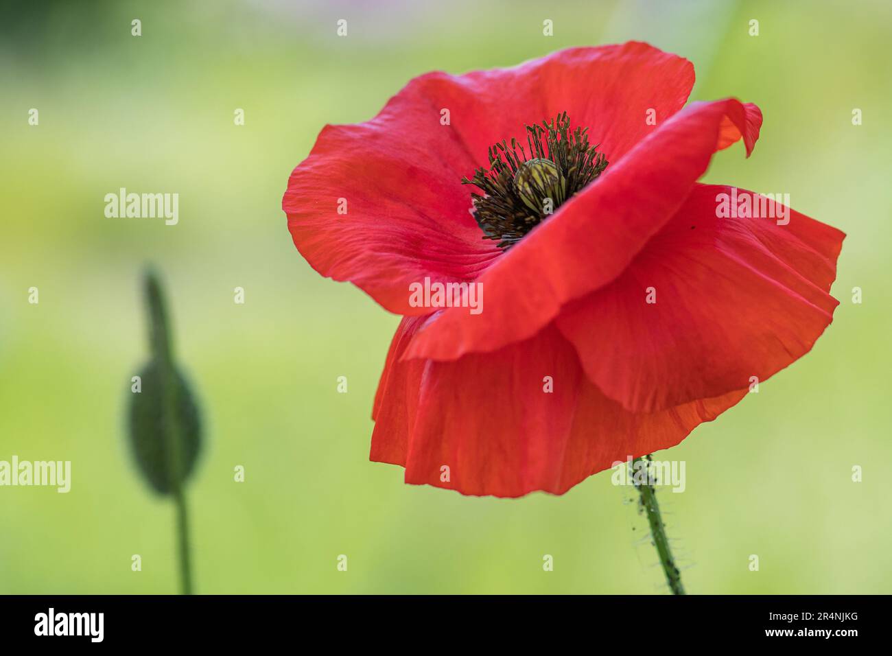 Mohn blumen makro -Fotos und -Bildmaterial in hoher Auflösung - Seite 8 - Alamy
