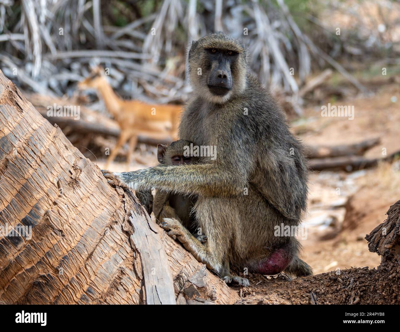 Papio anubis female -Fotos und -Bildmaterial in hoher Auflösung – Alamy