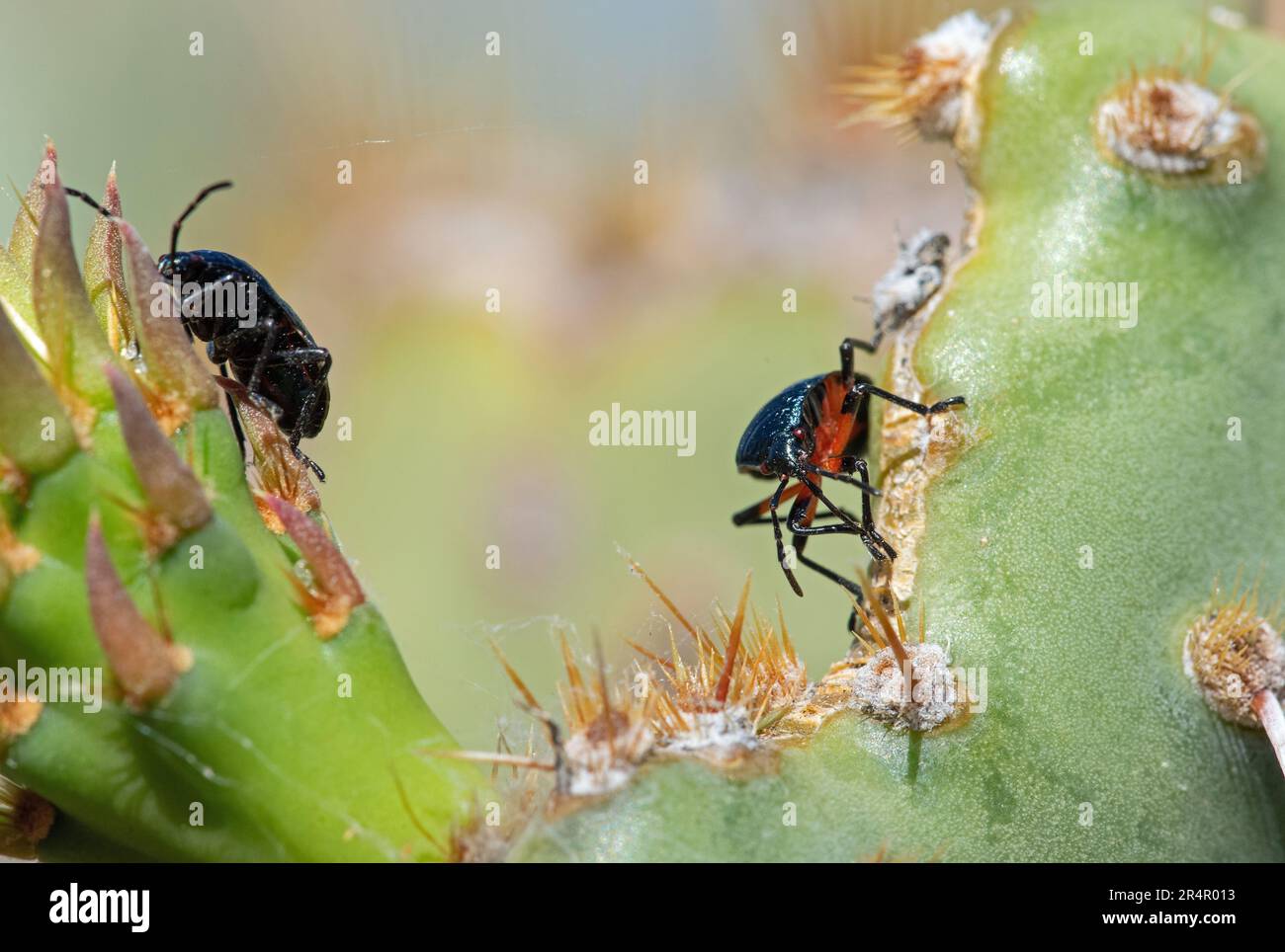 Largus cinctus -Fotos und -Bildmaterial in hoher Auflösung – Alamy