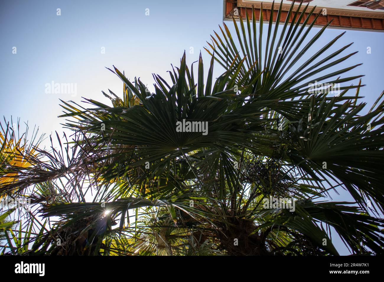 Exotische palme mediterrane palme -Fotos und -Bildmaterial in hoher ...