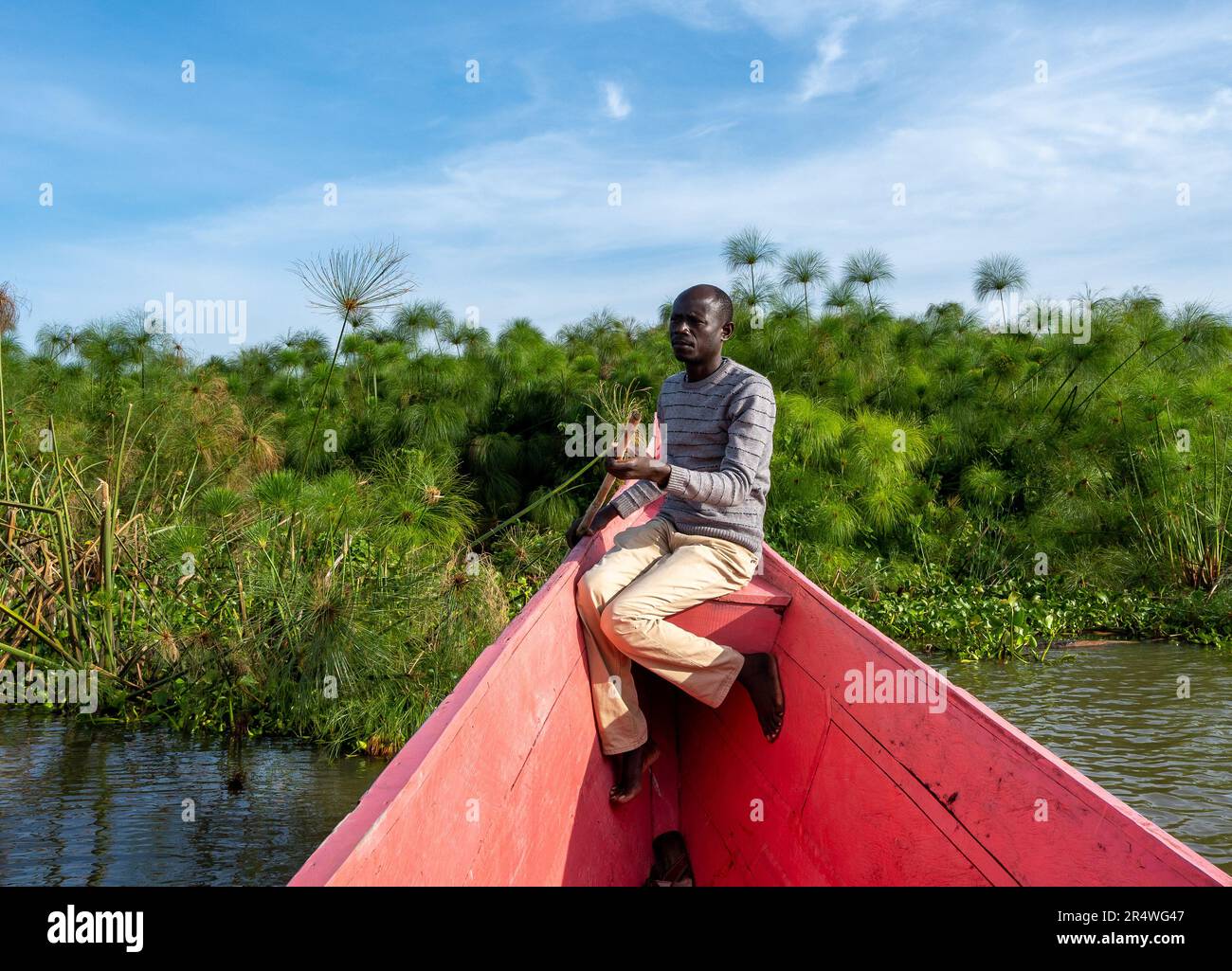 Afrika papyrus -Fotos und -Bildmaterial in hoher Auflösung – Alamy