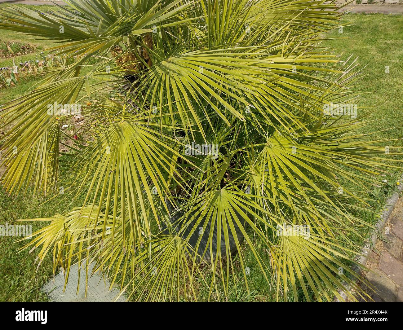 Chamaerops humilis palme -Fotos und -Bildmaterial in hoher Auflösung – Alamy