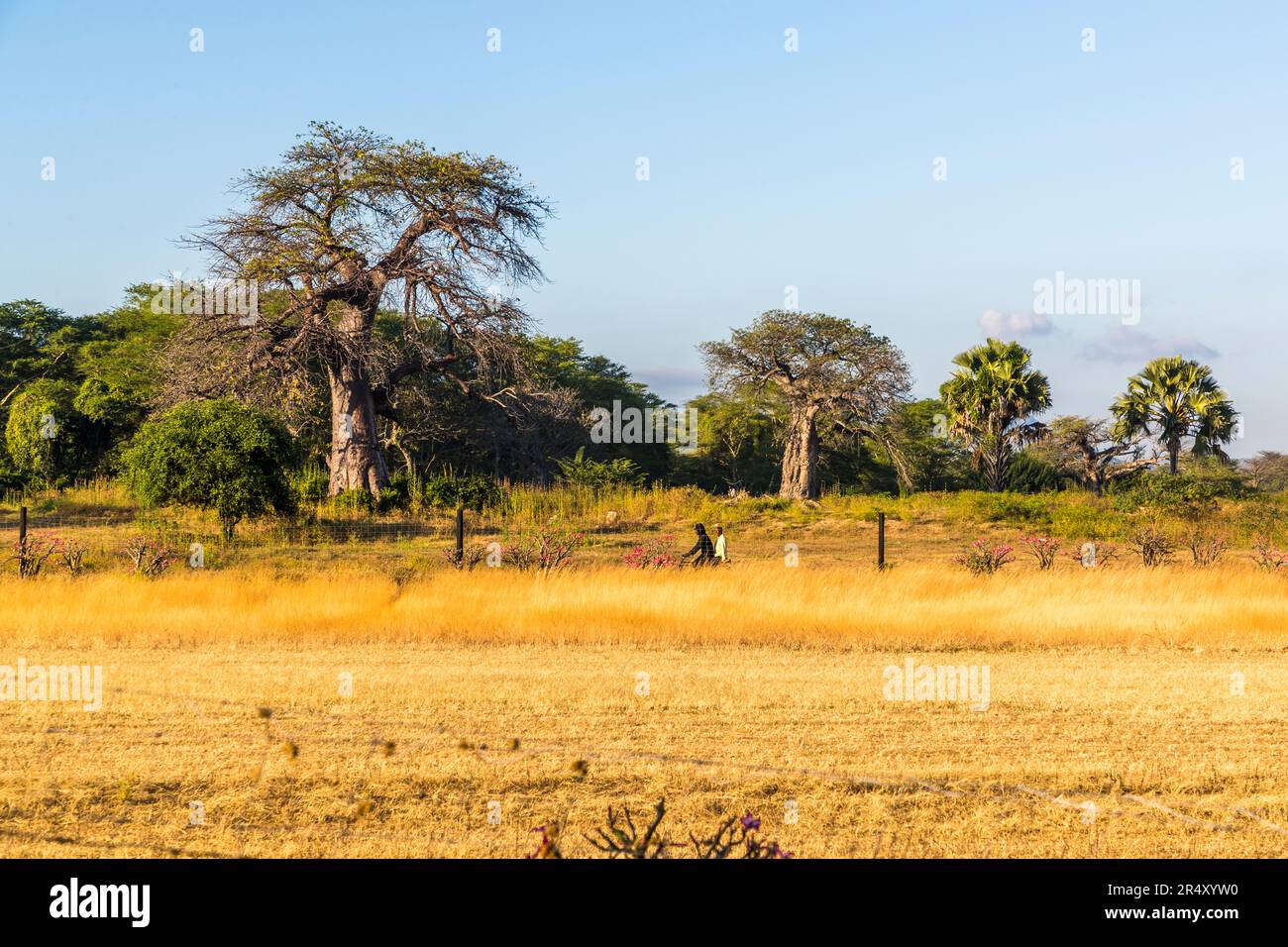 Savanne ackerbau afrika -Fotos und -Bildmaterial in hoher Auflösung – Alamy