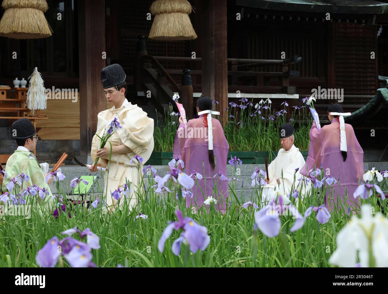 Priests gather irises during the Edo Iris First Harvest Ritual at ...