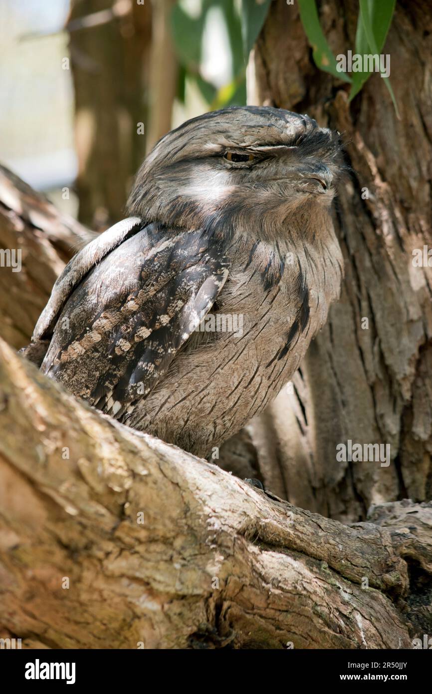 Das tawny Frogmouth Plumage ist in Grau, Weiß, Schwarz und Rupus ...