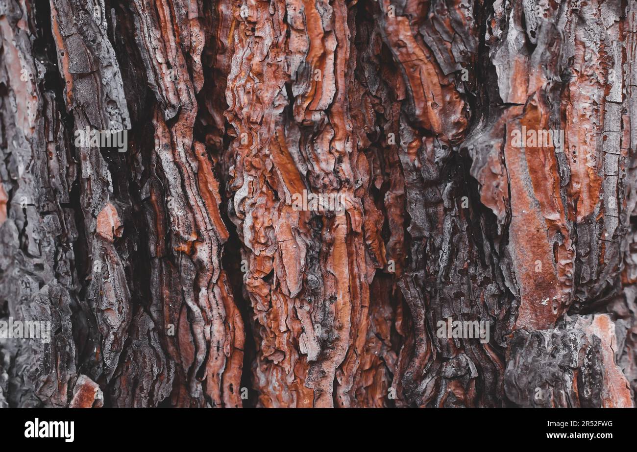 Oak framework -Fotos und -Bildmaterial in hoher Auflösung – Alamy