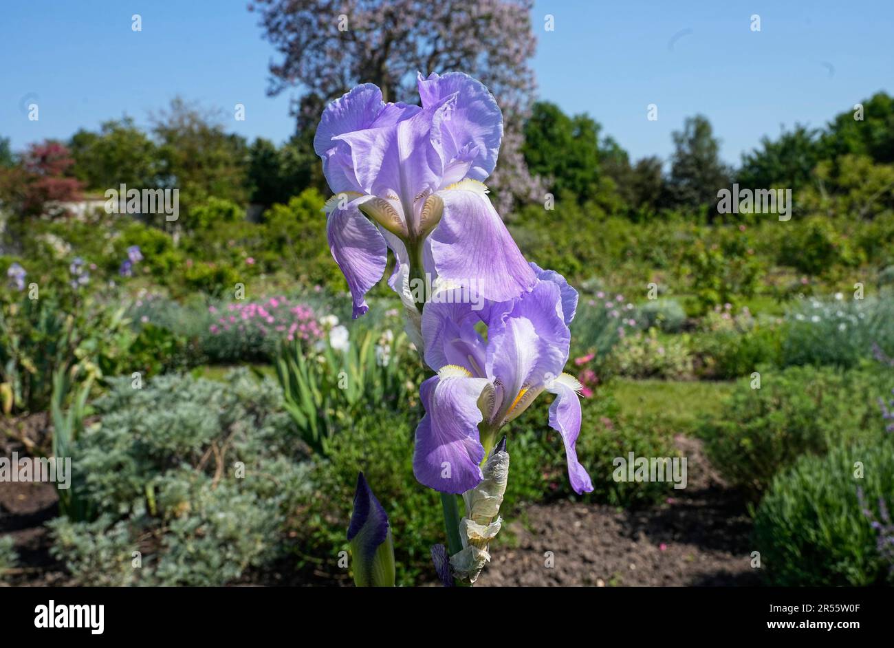 A Iris Pallida is photographed at the perfume gardens of the Chateau de ...