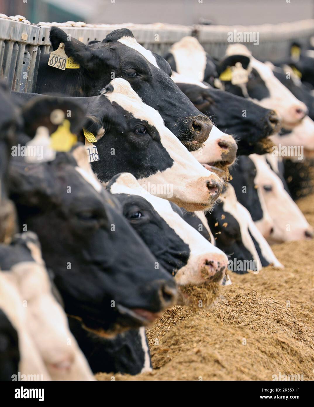 01. Juni 2023, Mecklenburg-Vorpommern, hohe Luckow: Milchkühe an der ...