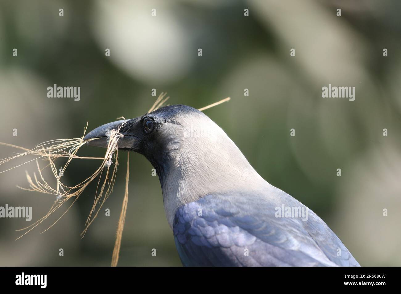 Eine Krähe (ausgesprochen /ˈkroʊ/) ist ein Vogel der Gattung Corvus ...