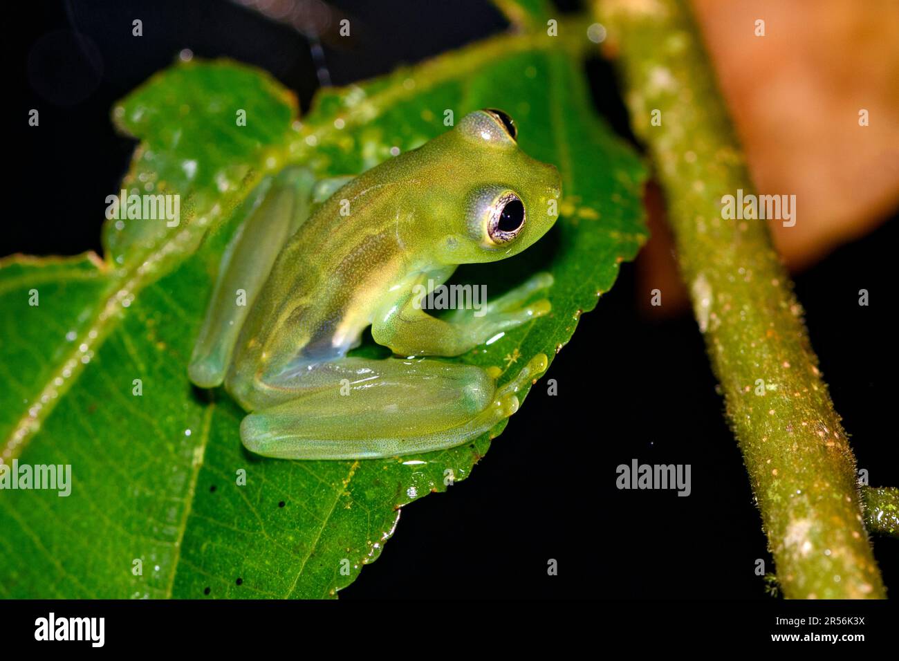Stacheliger cochranfrosch teratohyla spinosa -Fotos und -Bildmaterial ...